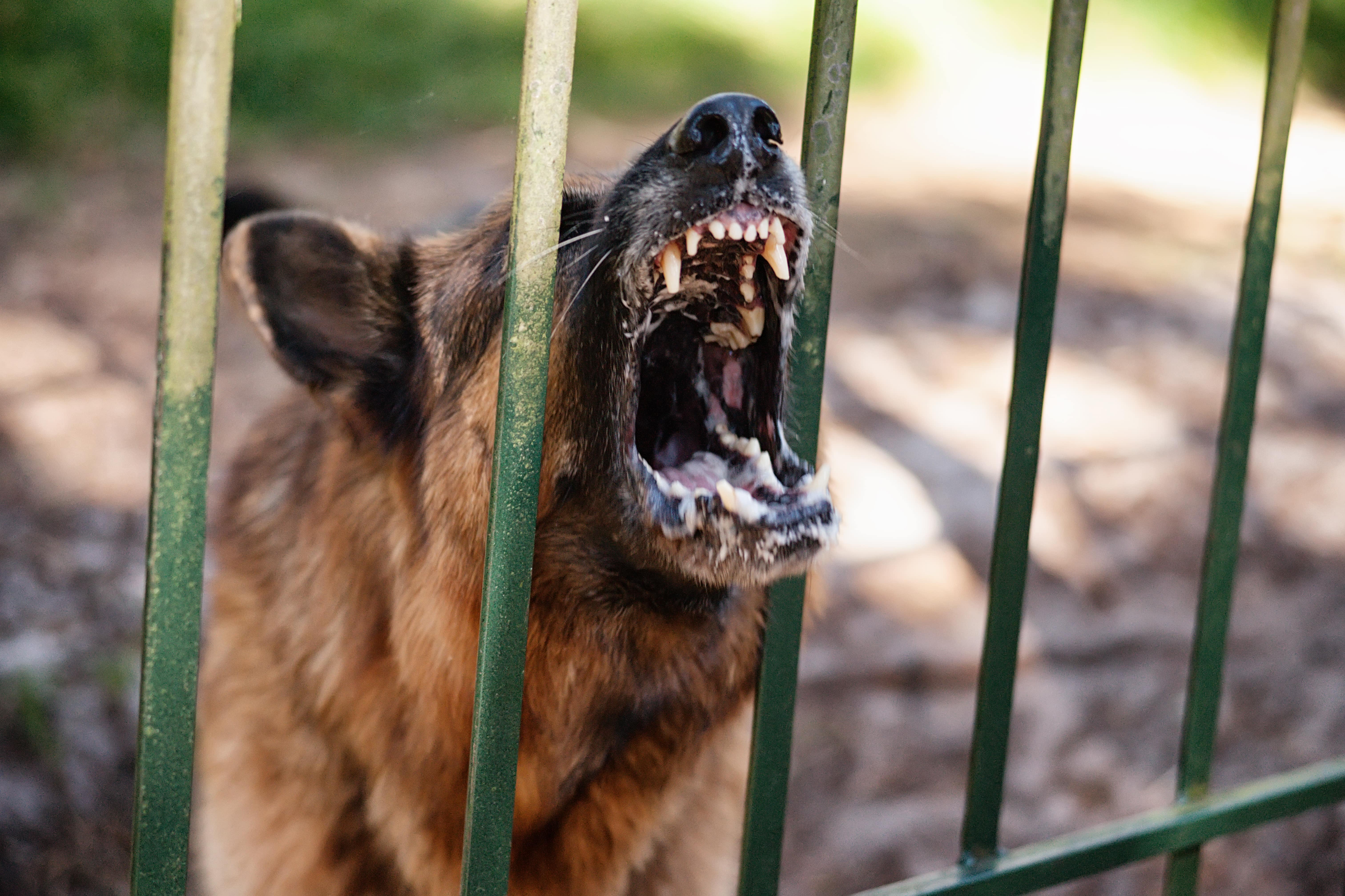 Dog Bite - Hacker Murphy LLP